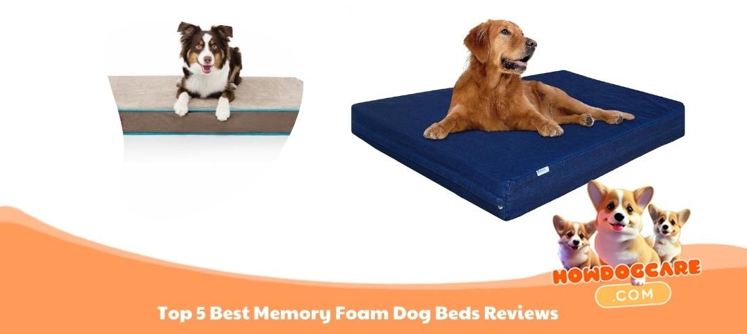 Top 5 Best Memory Foam Dog Beds Reviews - How Dog Care