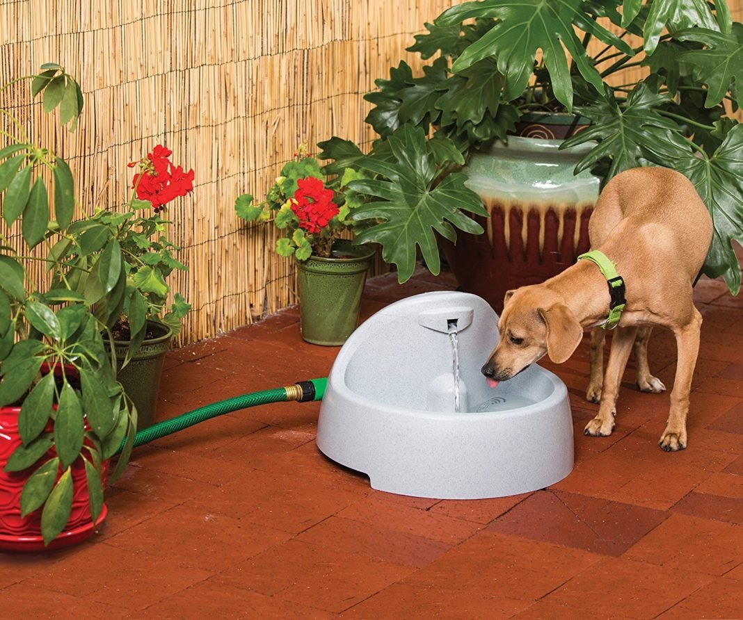 Top 8 Best Automatic Dog Waterer Outdoor Reviews - How Dog Care
