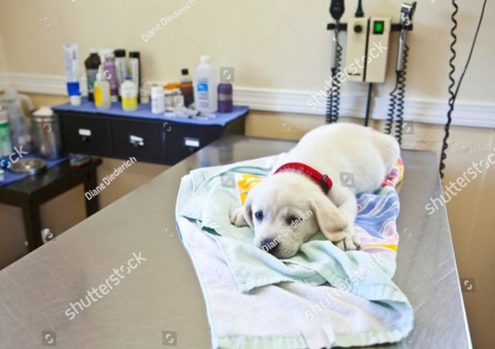 How To Handle When A Dog Has A Cold?