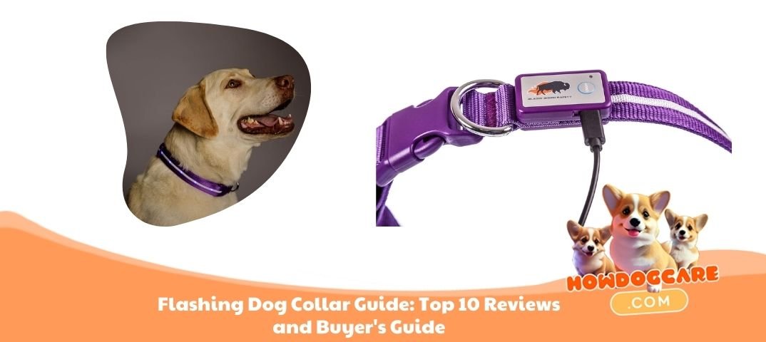 Top 10 Best Flashing Dog Collar Reviews and Buyer's Guide - How Dog Care