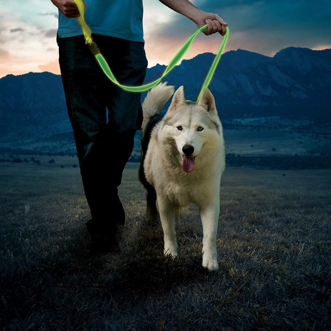 Top 10 Best Light Up Dog Leash Reviews - How Dog Care