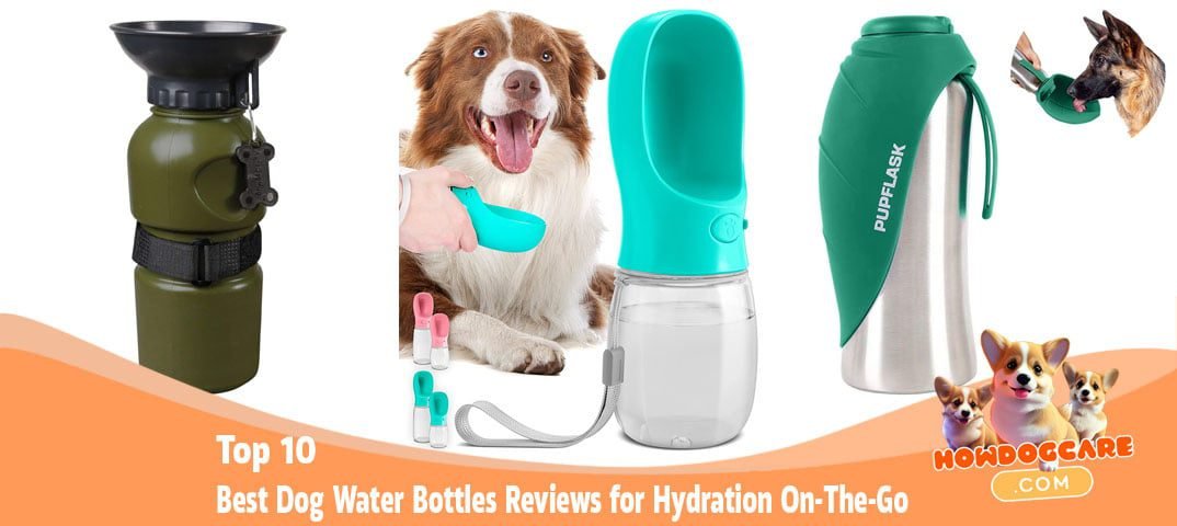Best Dog Water Bottles: Top 10 Reviews for Hydration On-The-Go - How ...
