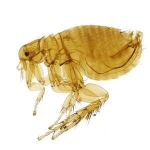 How To Handle All Dog Fleas