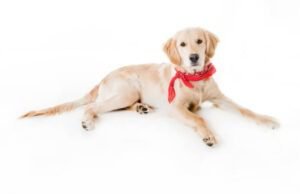 Exploring the Endearing Labrador Retriever Dog Breed - How Dog Care