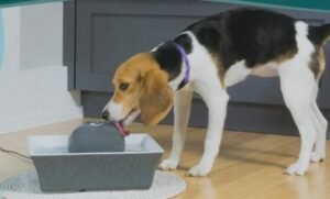 PetSafe Ceramic Pet Fountain Review