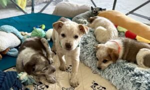 How to Foster a Dog: A Beginner’s Guide